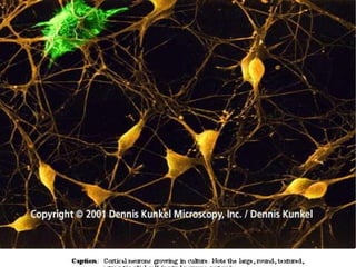 Neuropsychology Power Point Presentation | PPTX