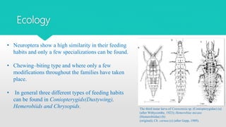 Neuroptera | PPTX