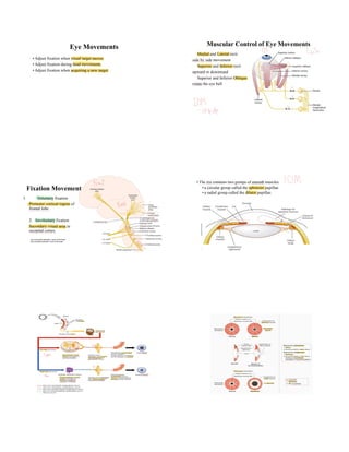 neuropto P2 anisocoria, ocular motor system | PDF