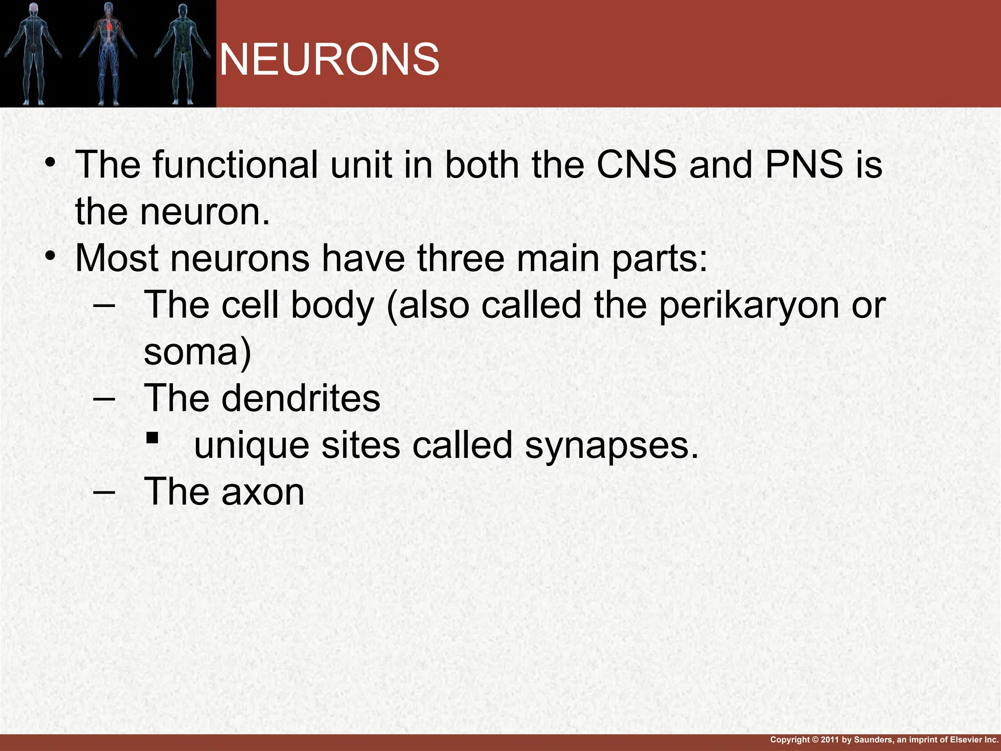 Neuropysiology 1st lecture (NS cells & synapses)..ppt