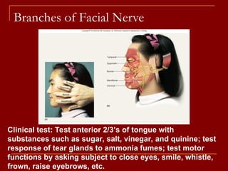 Neurosains-Pertemuan-3. Pembelajaran AUD | PPT | Ear, Nose and Throat ...