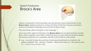 Language and comprehension - Neuroscience Coursera | PPT