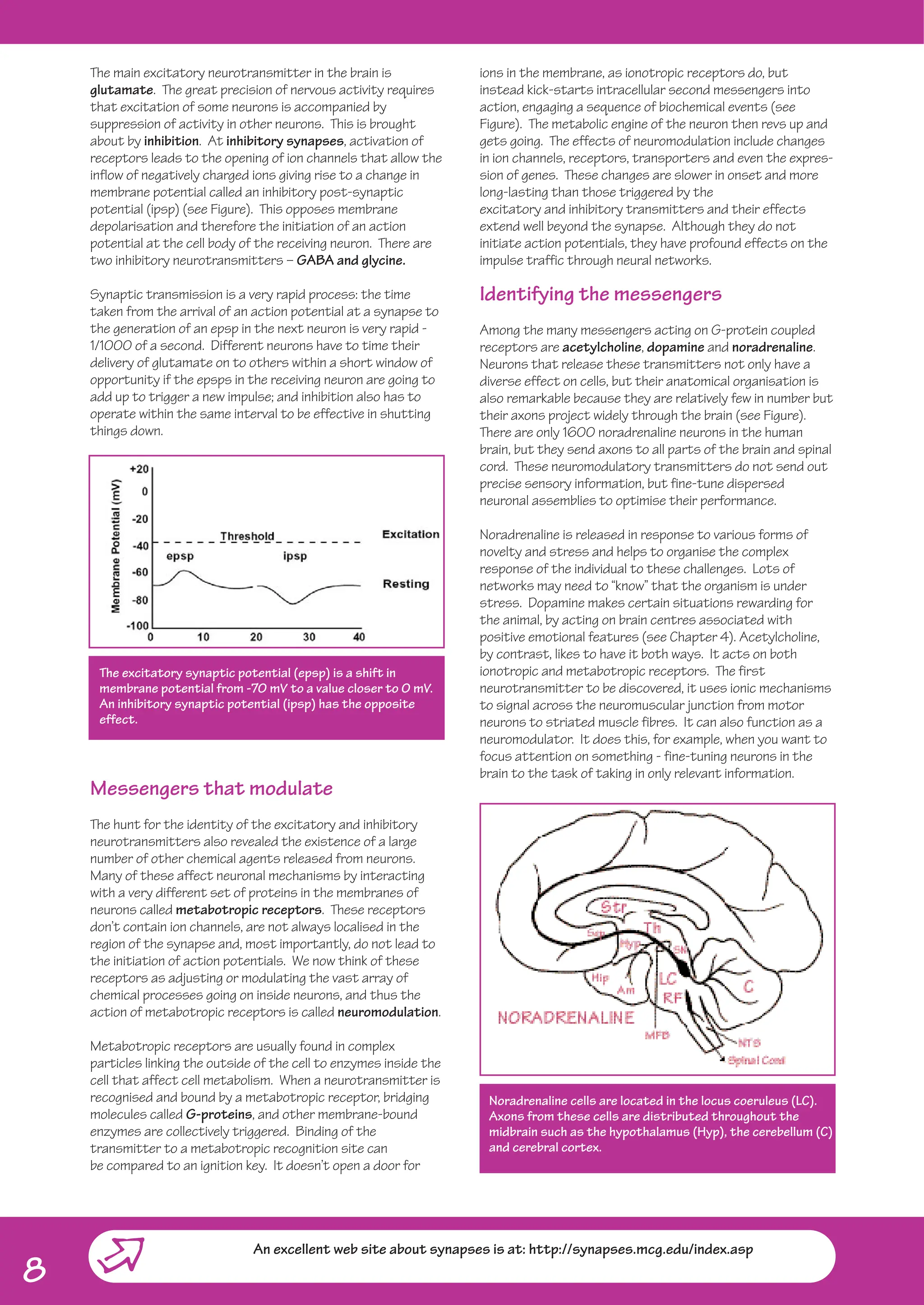brain anatomy including brain stem cerebrum | PDF