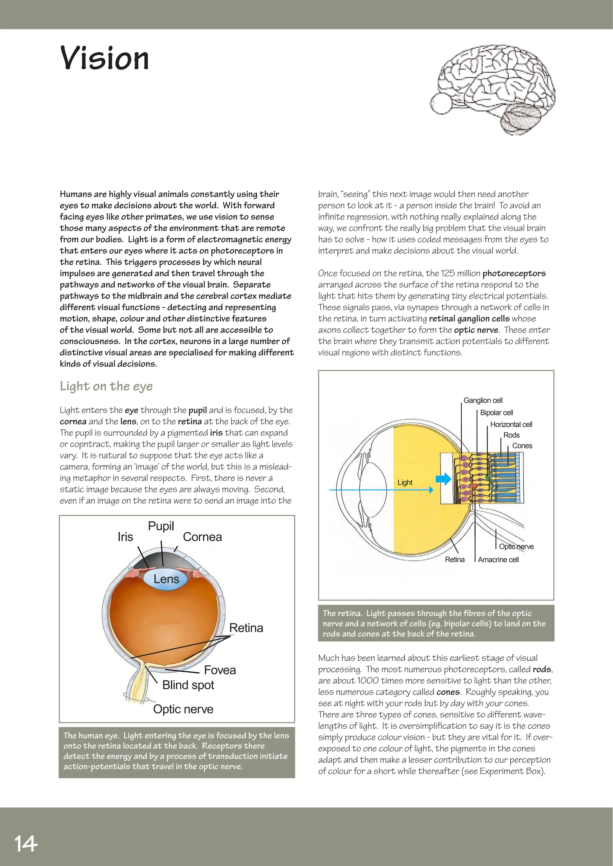 brain anatomy including brain stem cerebrum | PDF