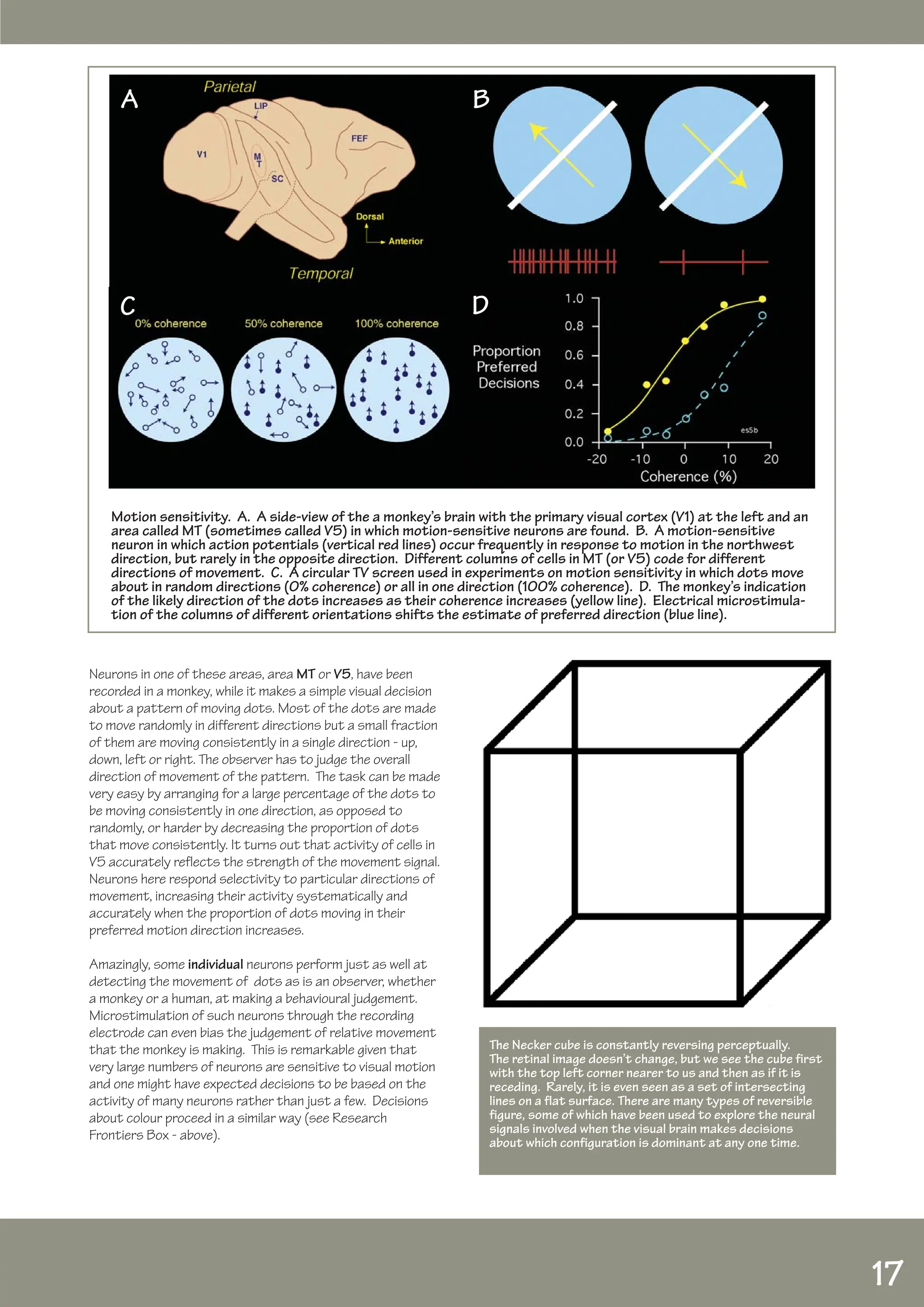 brain anatomy including brain stem cerebrum | PDF