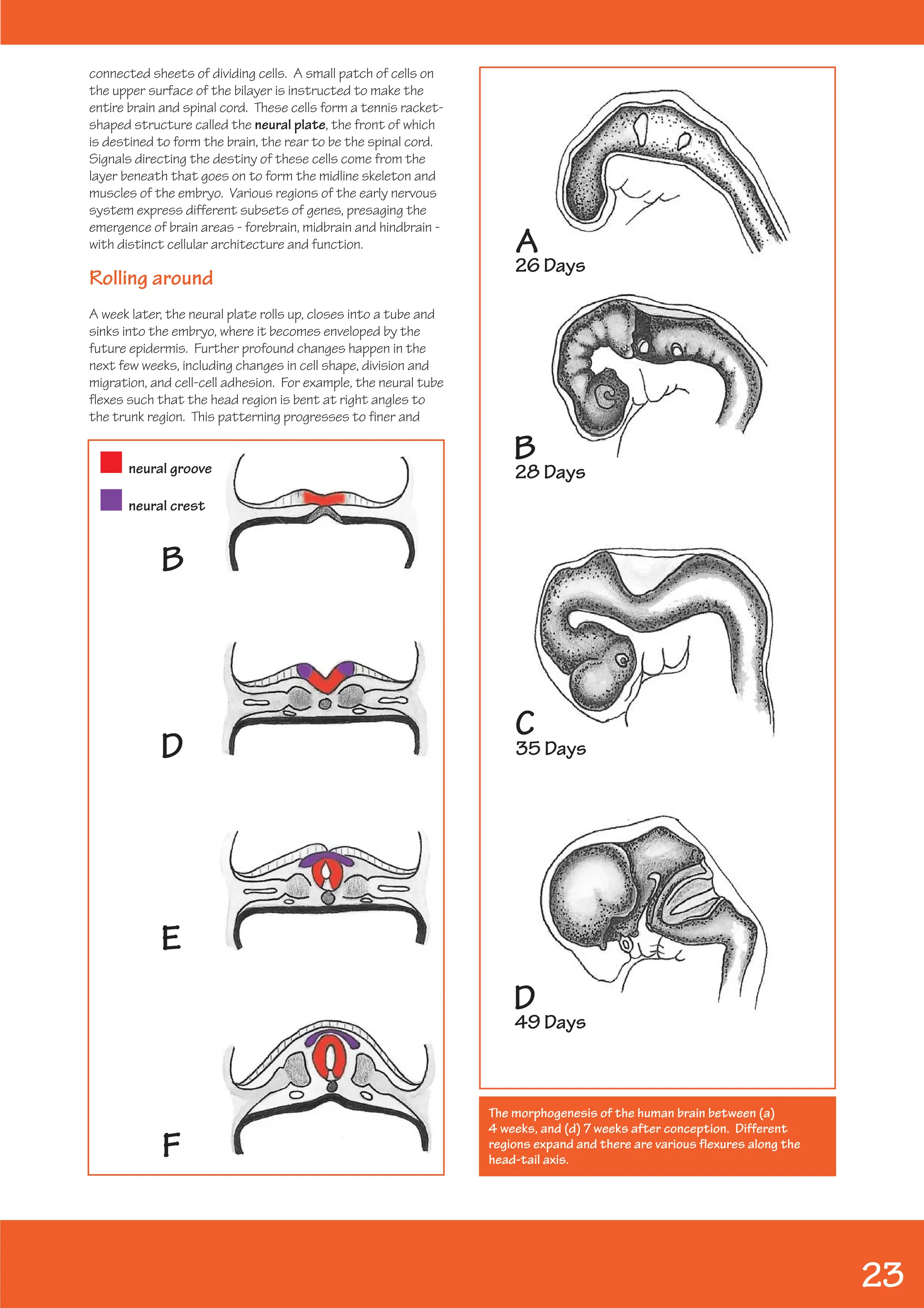 brain anatomy including brain stem cerebrum | PDF
