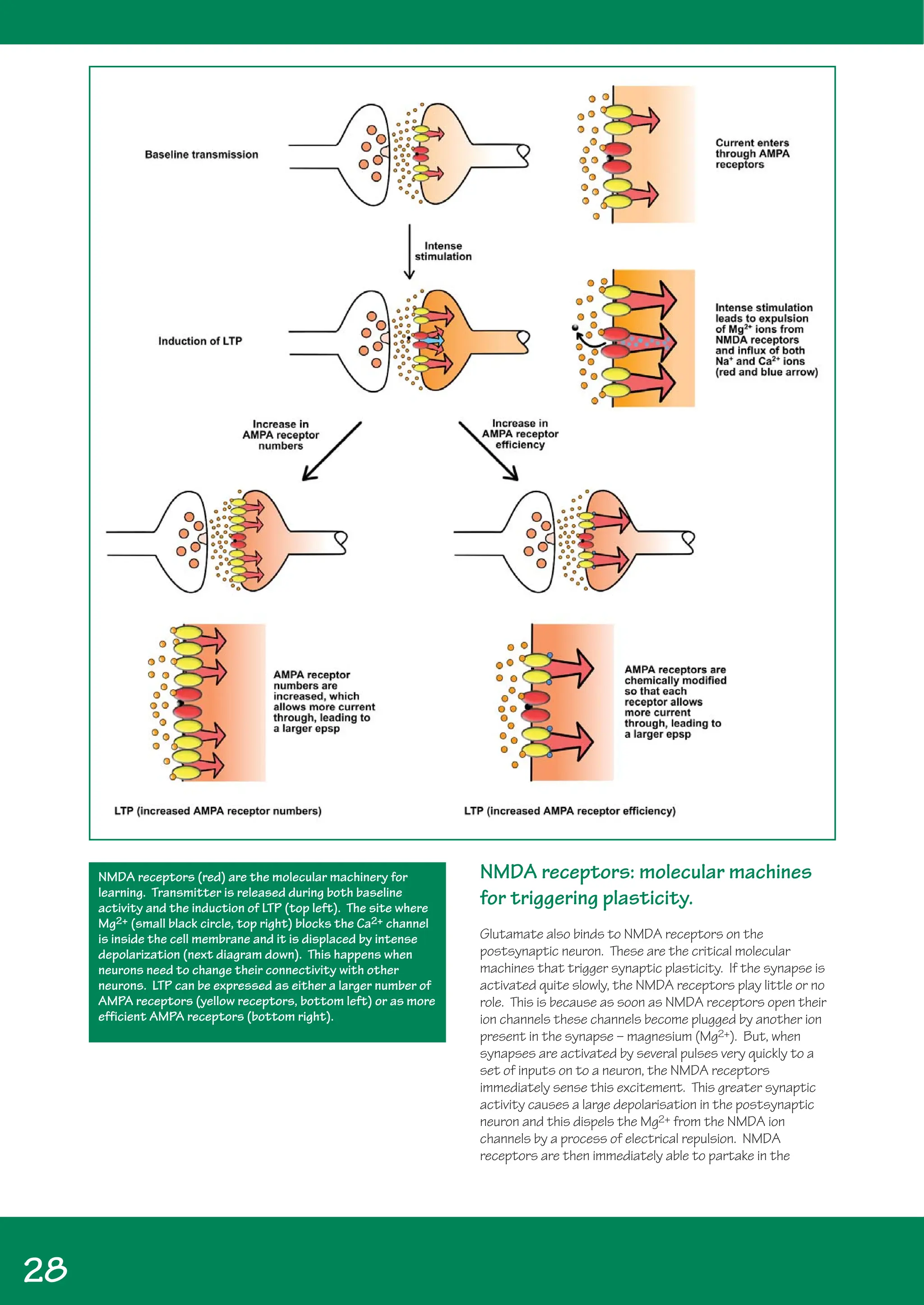 brain anatomy including brain stem cerebrum | PDF