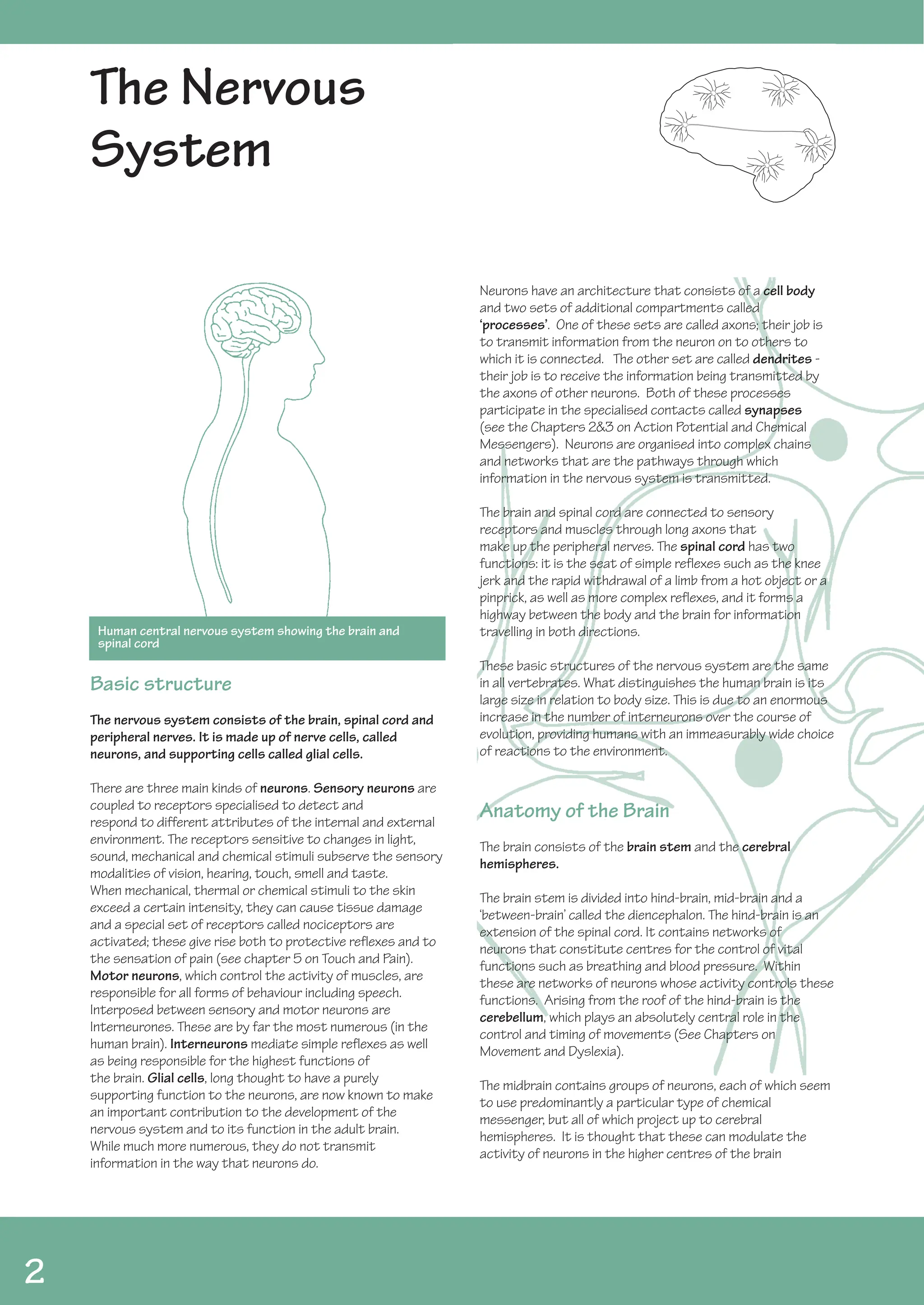 brain anatomy including brain stem cerebrum | PDF