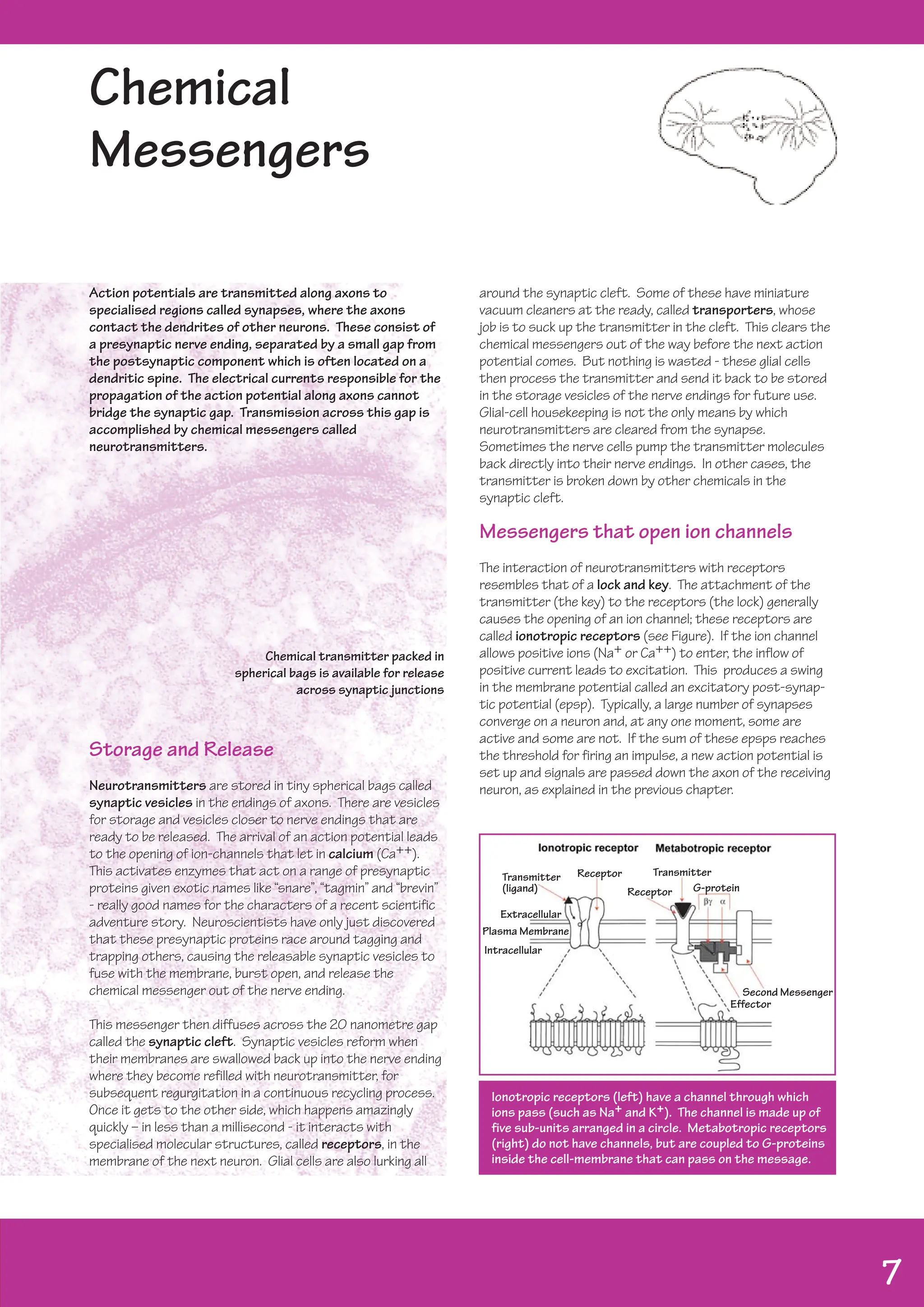 brain anatomy including brain stem cerebrum | PDF