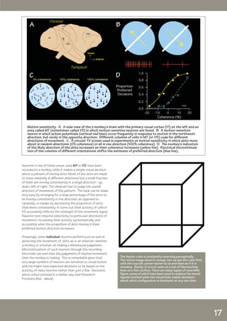 brain anatomy including brain stem cerebrum | PDF