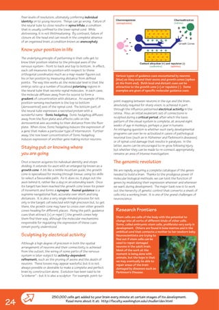 brain anatomy including brain stem cerebrum | PDF