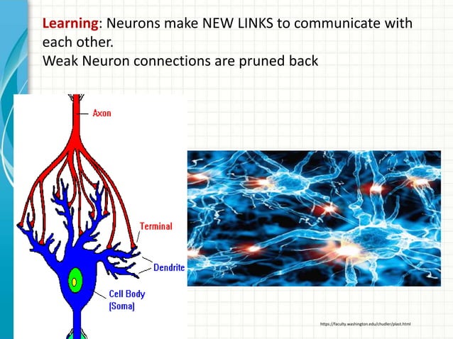 neuroscience-presentation.pptx