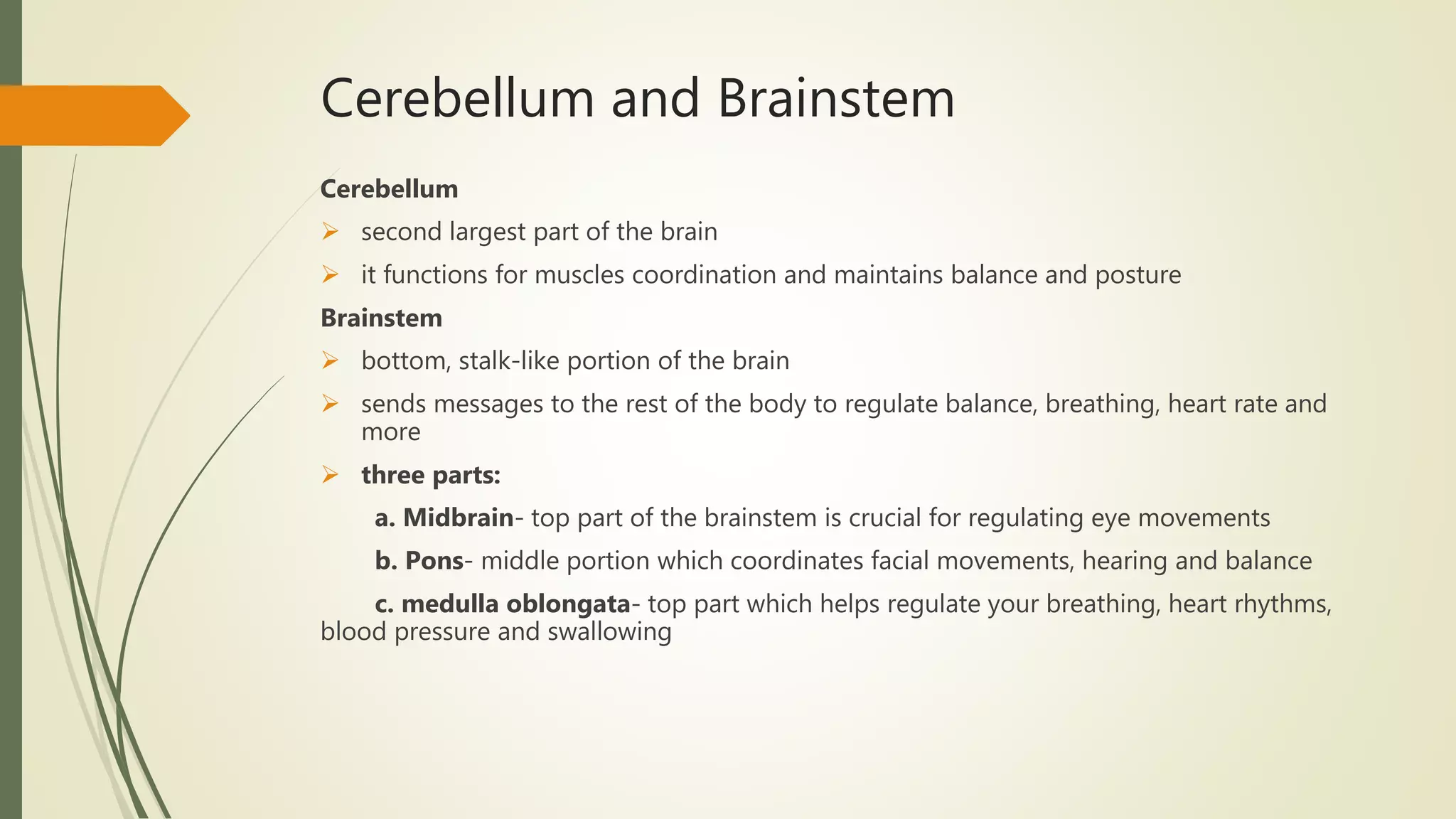 Neuroscience-Presentation-and-Brain-Development.pptx