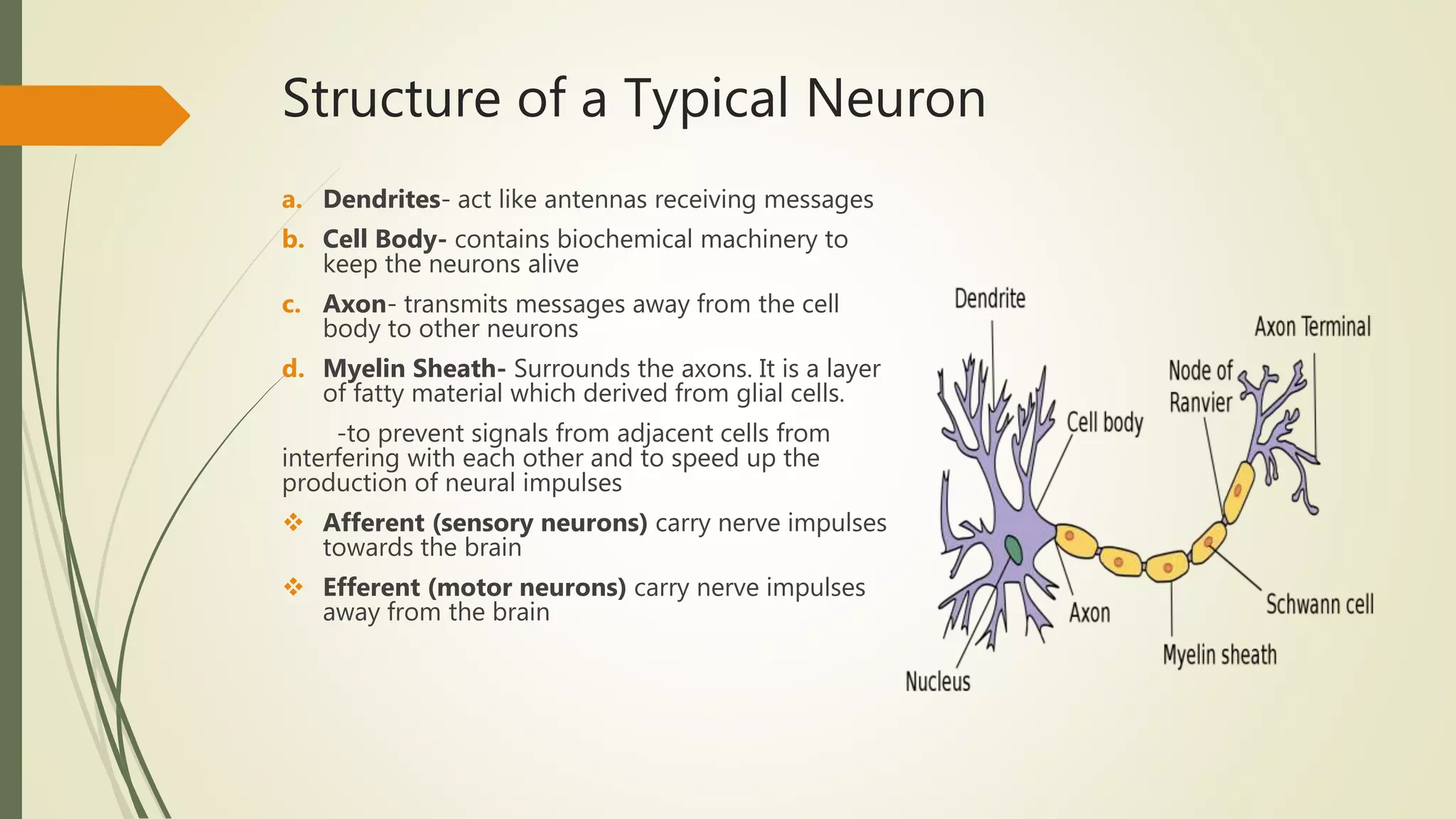 Neuroscience-Presentation-and-Brain-Development.pptx