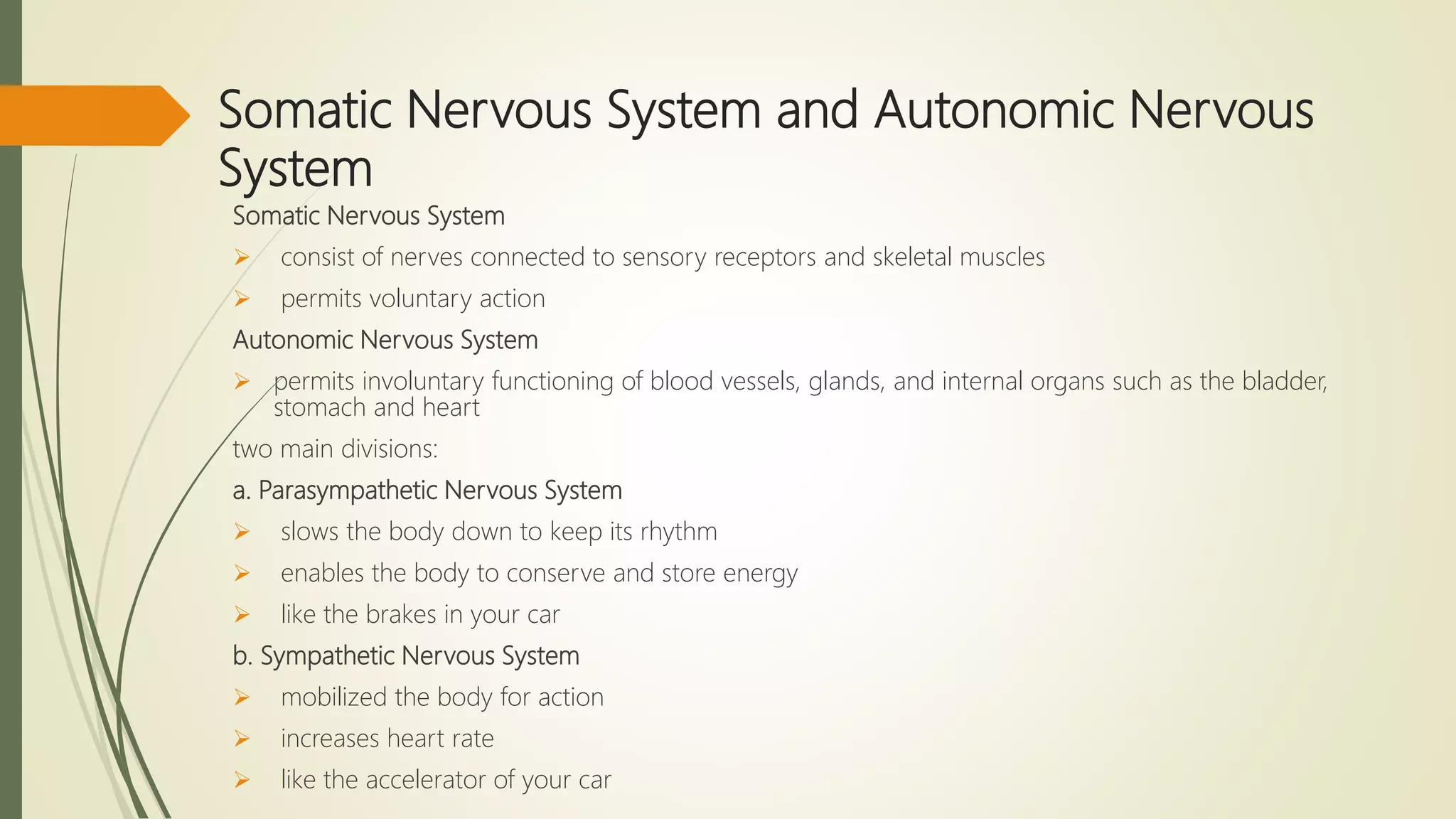 Neuroscience-Presentation-and-Brain-Development.pptx