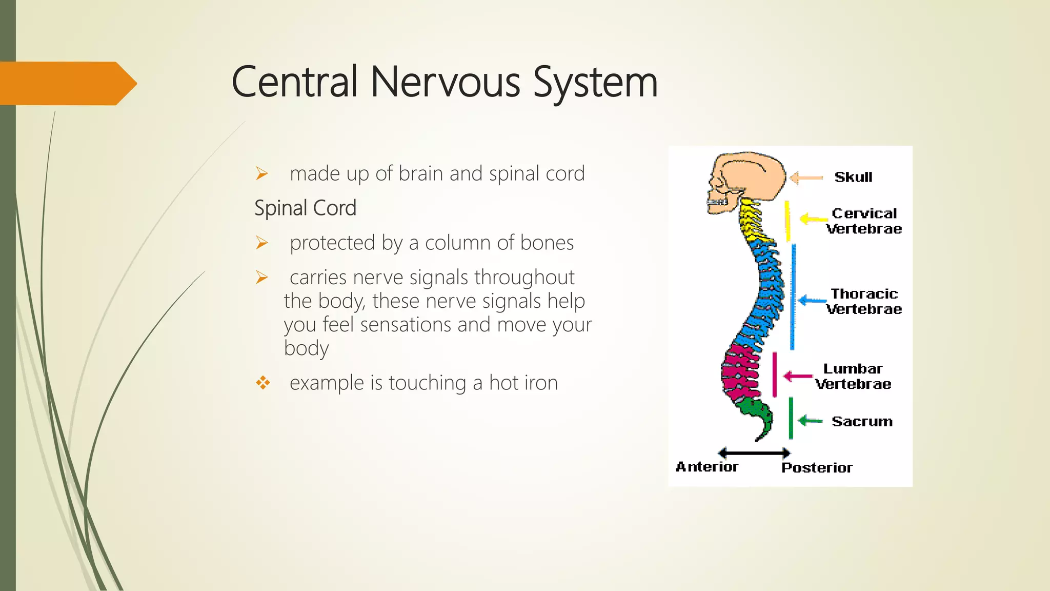 Neuroscience-Presentation-and-Brain-Development.pptx