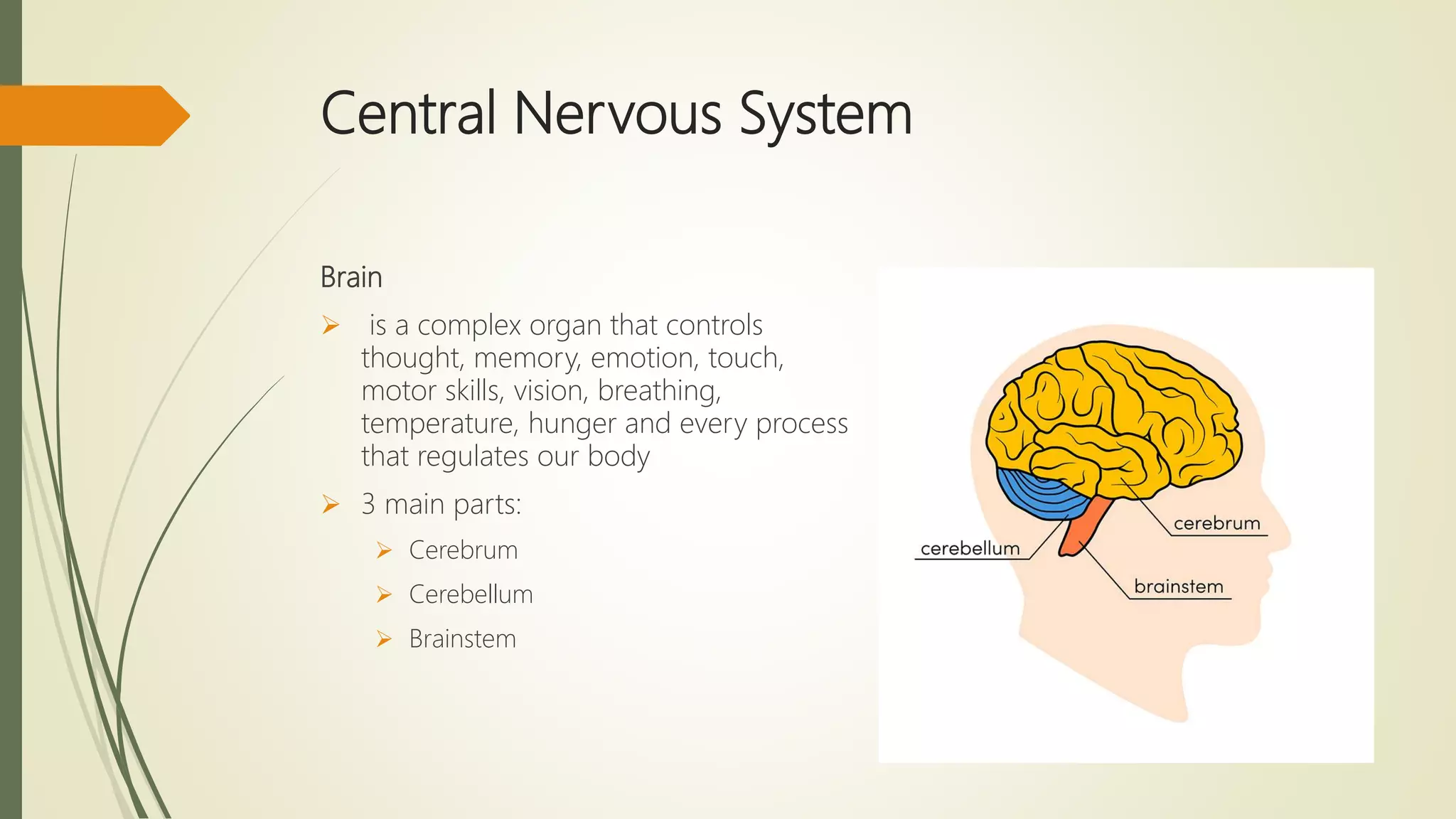 Neuroscience-Presentation-and-Brain-Development.pptx
