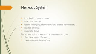Neuroscience-Presentation-and-Brain-Development.pptx