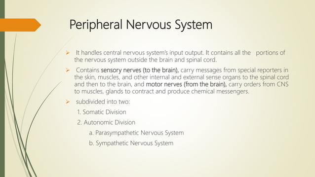 Neuroscience-Presentation-and-Brain-Development.pptx