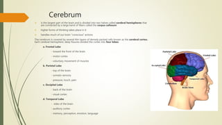 Neuroscience-Presentation-and-Brain-Development.pptx