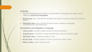 Neuroscience-Presentation-and-Brain-Development.pptx