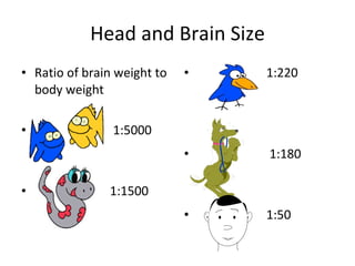 Neuroscience and intelligence | PPT
