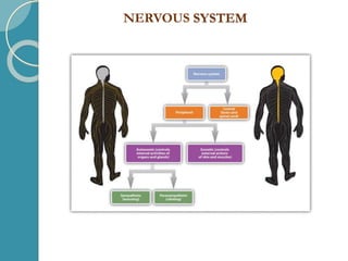 Neuroscience as a learning theory | PPTX