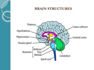 Neuroscience as a learning theory | PPTX