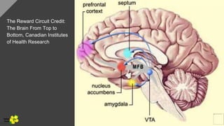 Neuroscience of happiness | PPTX