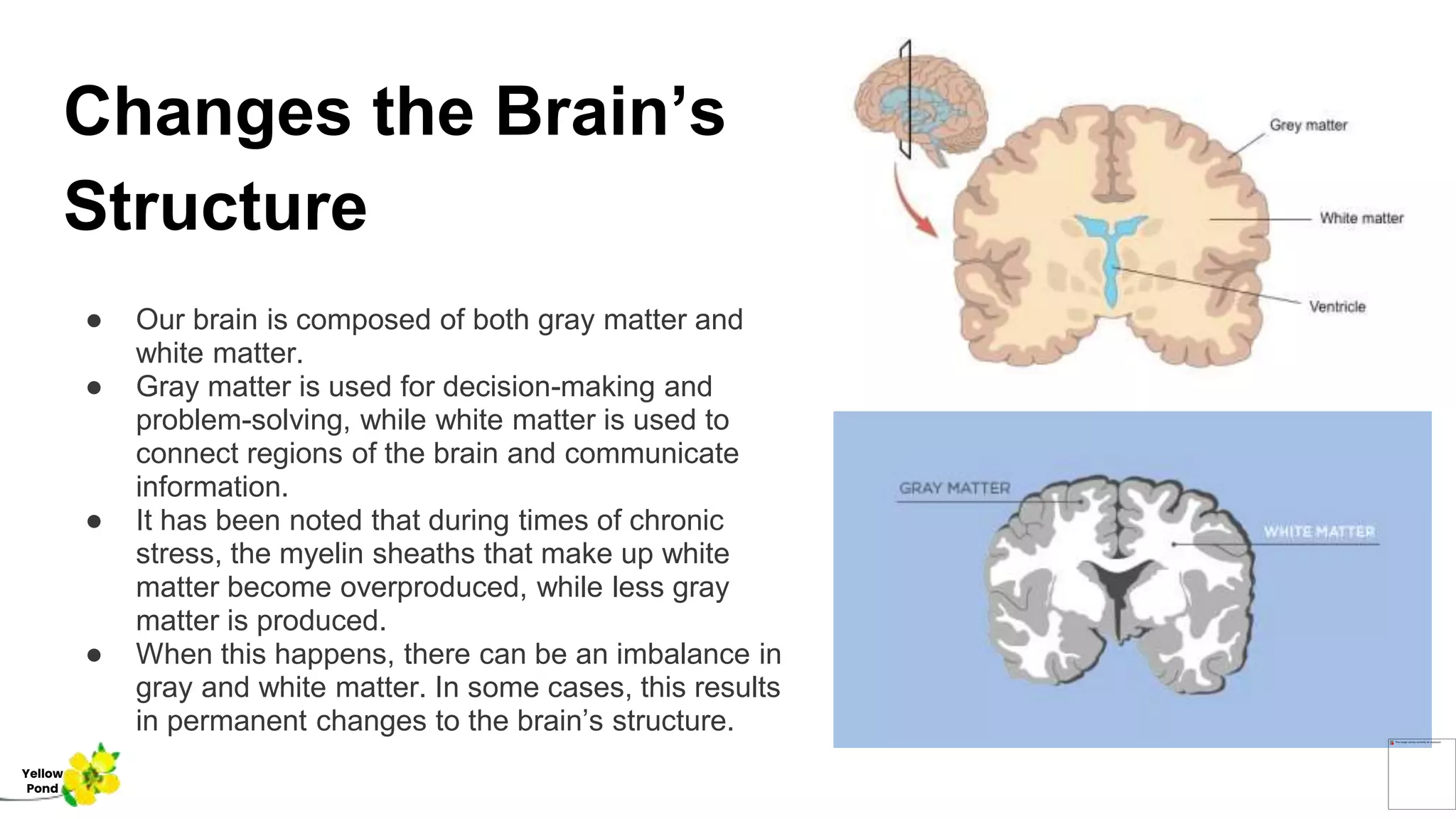 Neuroscience of Stress.pptx