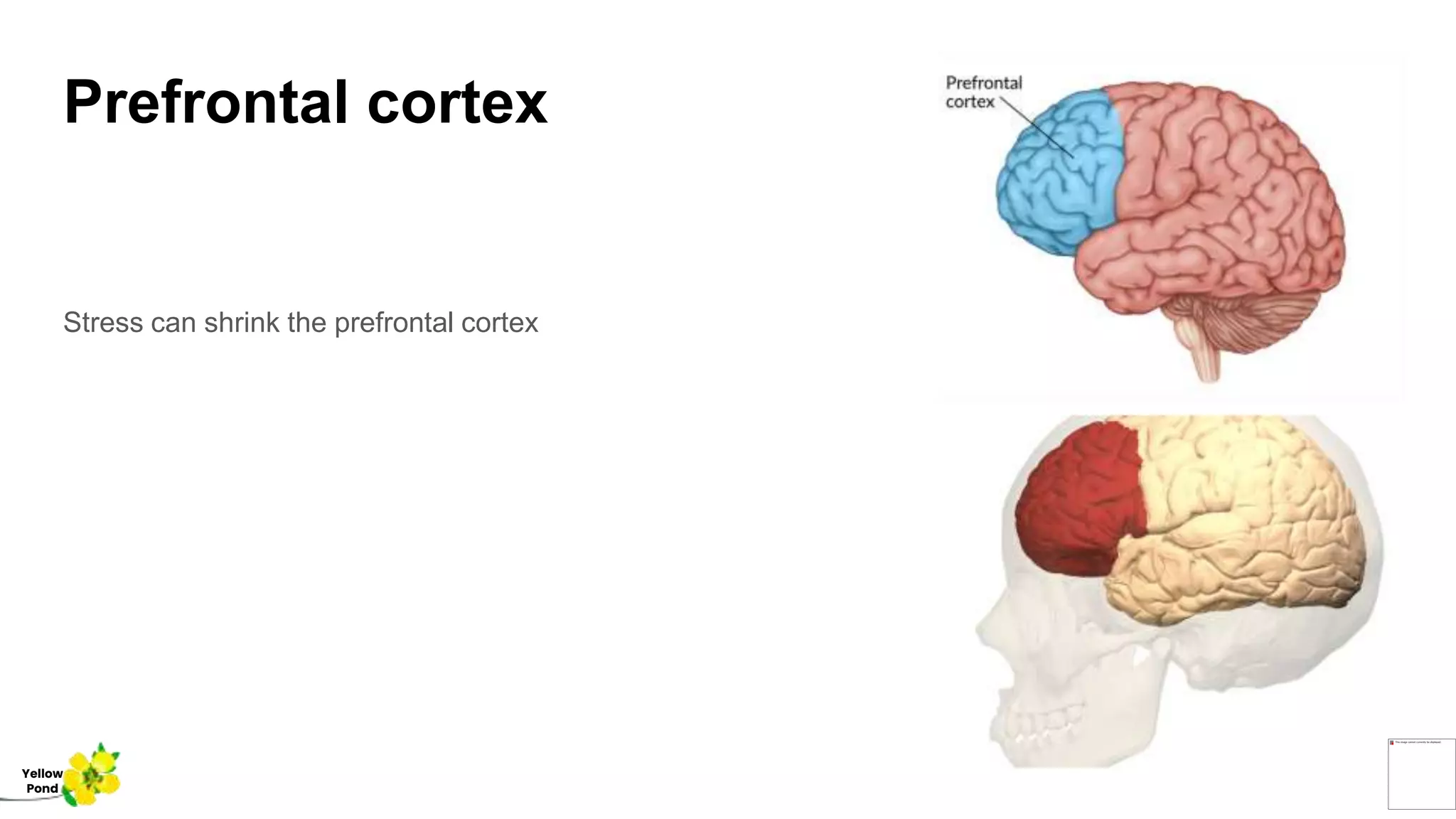 Neuroscience of Stress.pptx