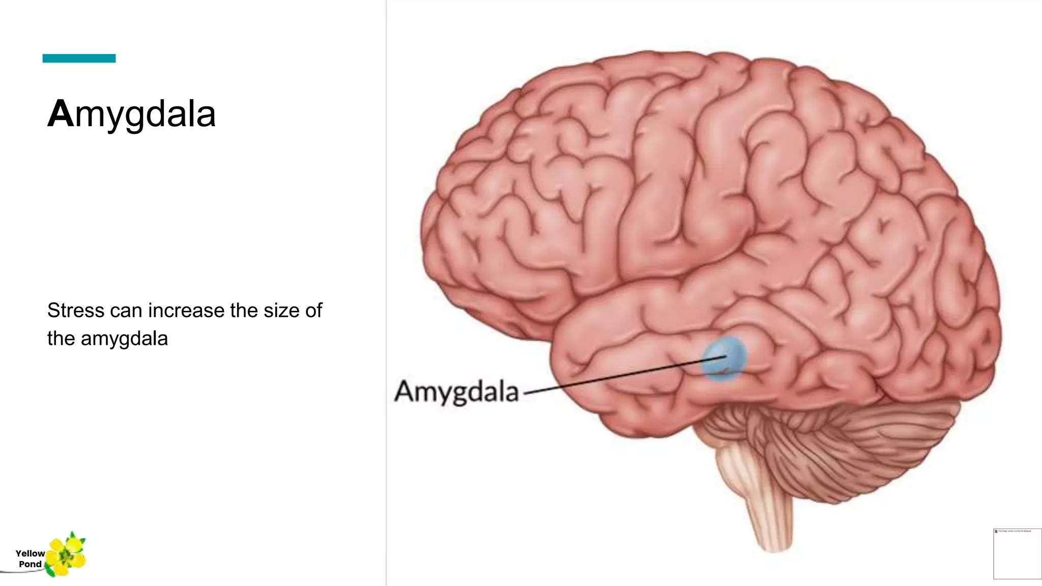 Neuroscience of Stress.pptx