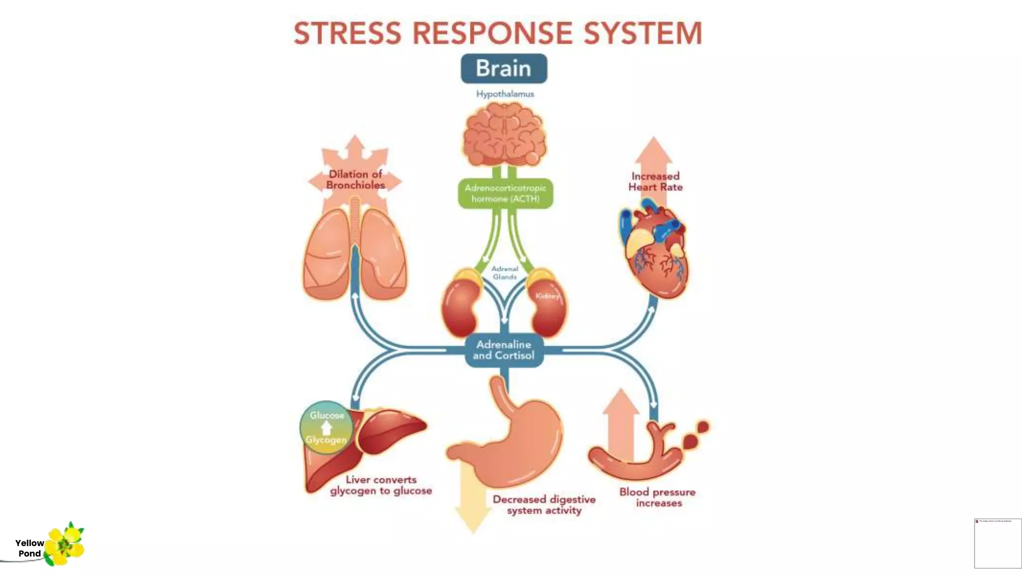 Neuroscience of Stress.pptx