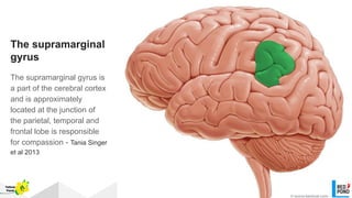 Neuroscience perspective of compassion | PPT