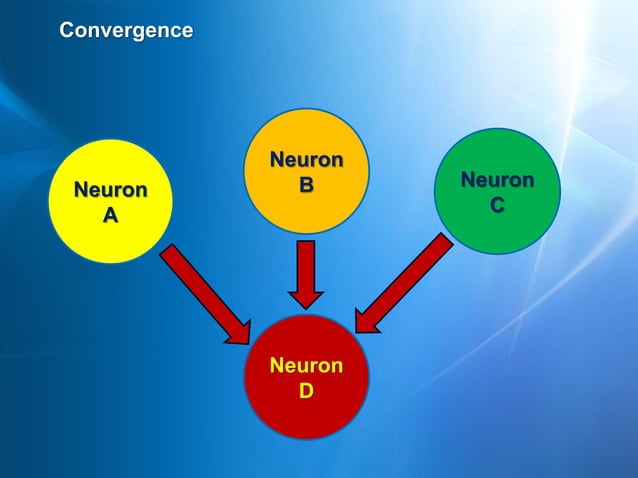 Neuroscience quiz 1 | PPSX | Computer Peripherals | Computing