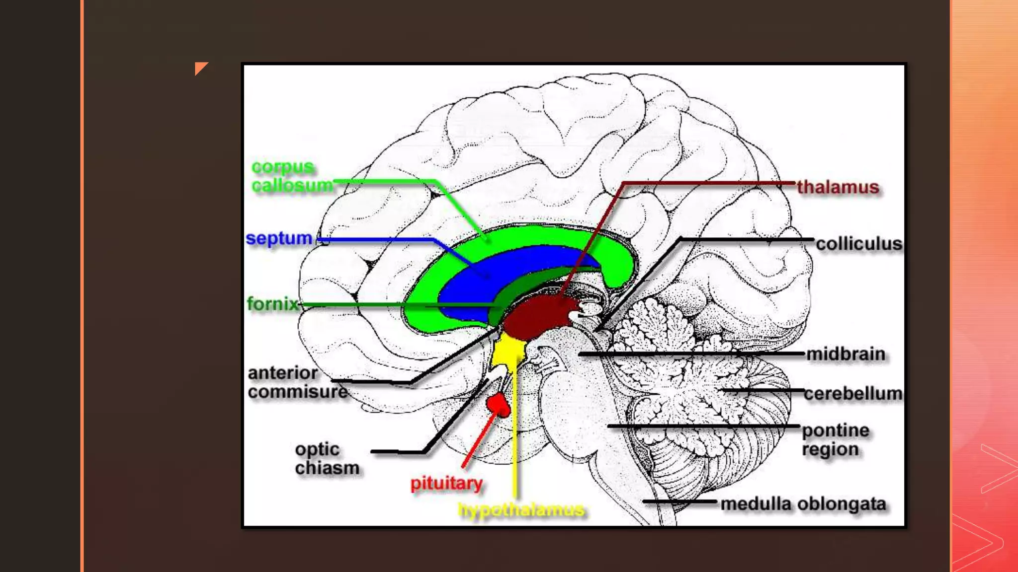 Neuro signs | PPTX
