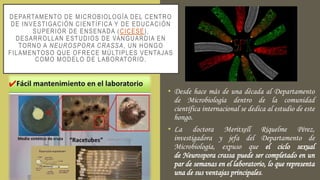 Neurospora crassa | PPTX