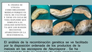 Neurospora crassa | PPTX