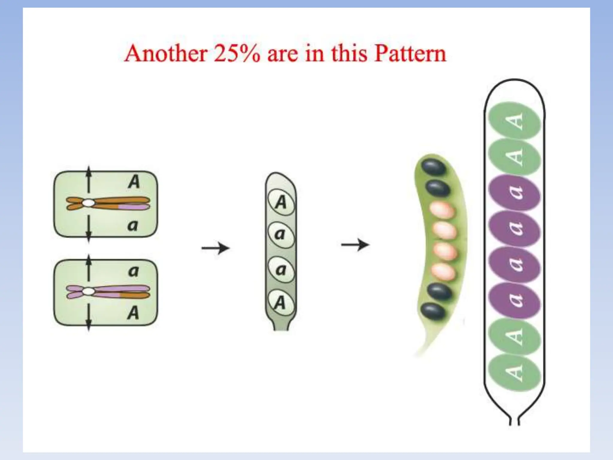 Neurospora Tetrad Analysis.pptx