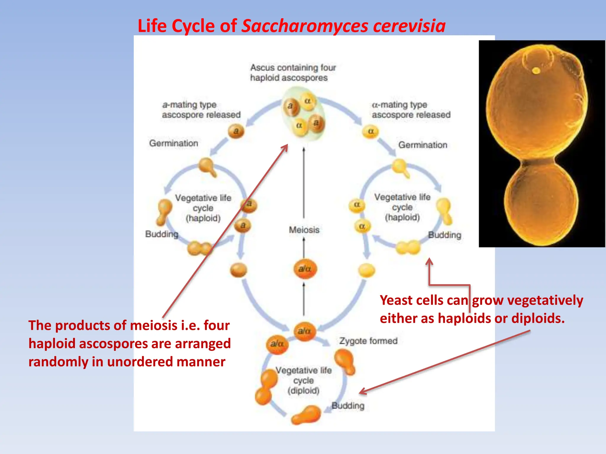 Neurospora Tetrad Analysis.pptx