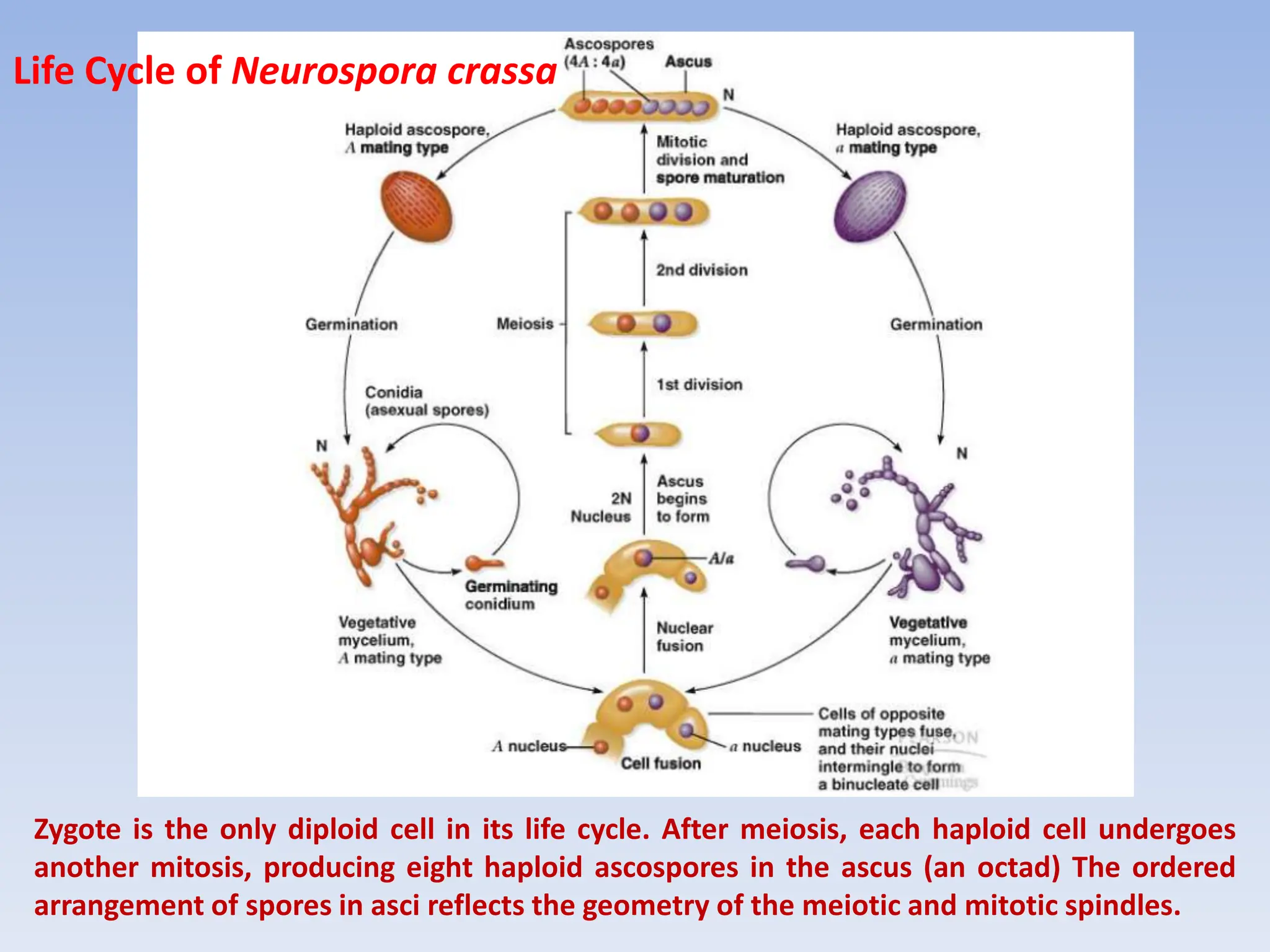 Neurospora Tetrad Analysis.pptx
