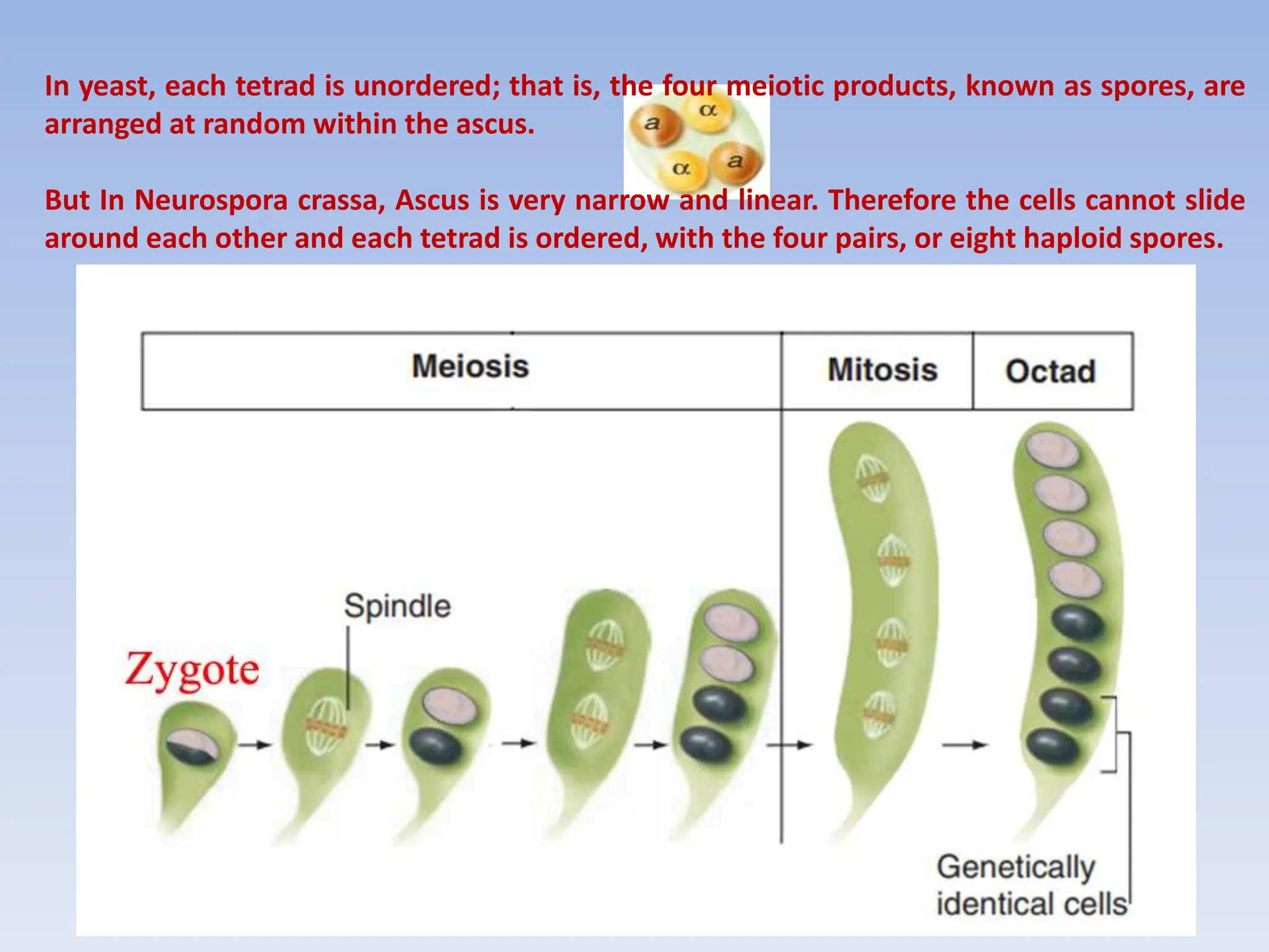 Neurospora Tetrad Analysis.pptx