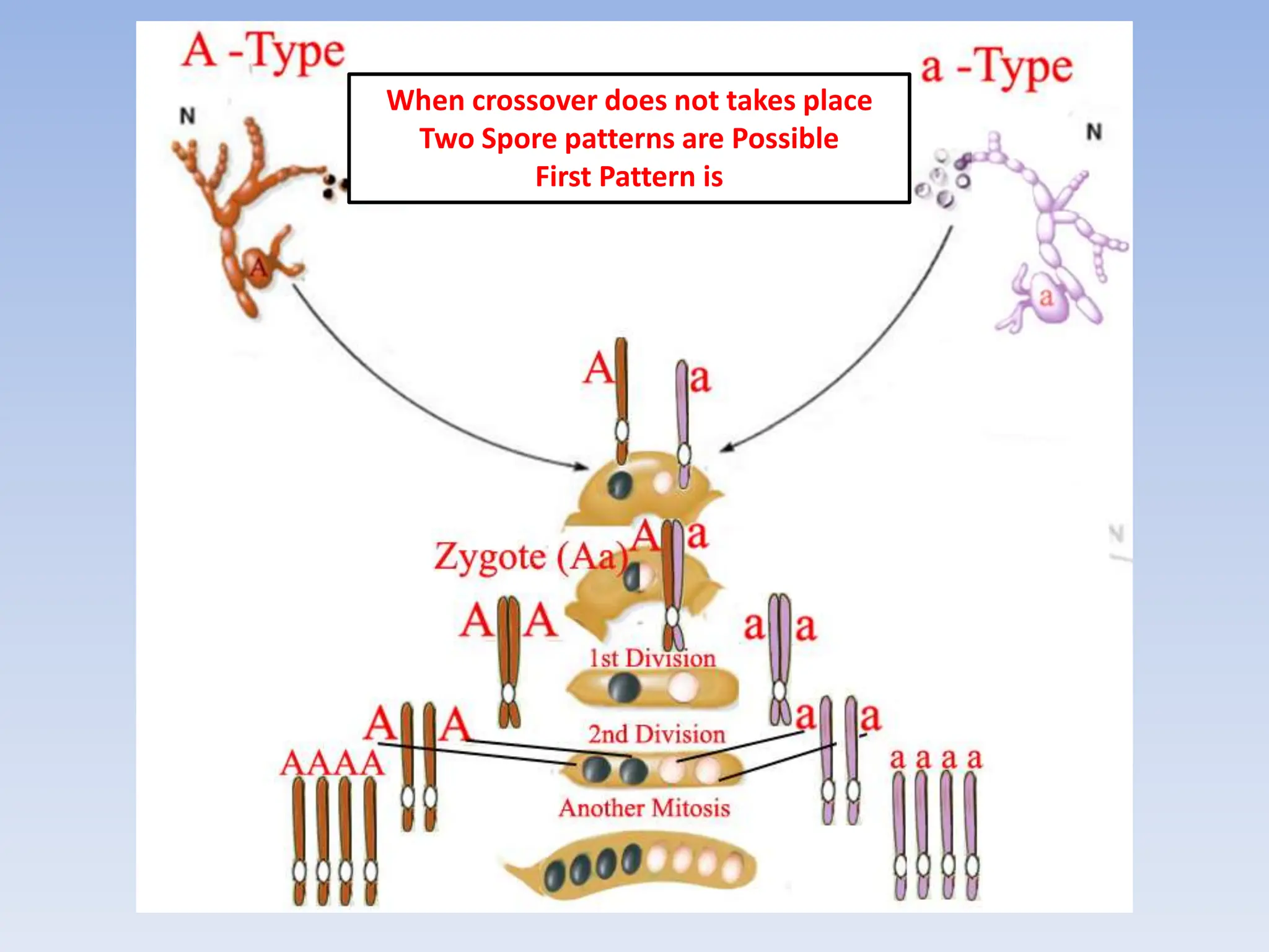 Neurospora Tetrad Analysis.pptx