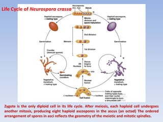 Neurospora Tetrad Analysis.pptx