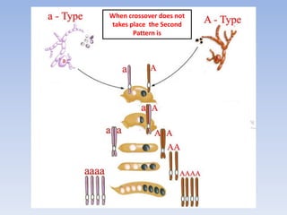 Neurospora Tetrad Analysis.pptx