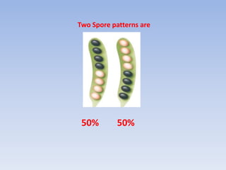 Neurospora Tetrad Analysis.pptx