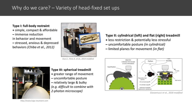 Place Cell Mapping and Stress Monitoring in Head-Fixed Mice Navigating ...