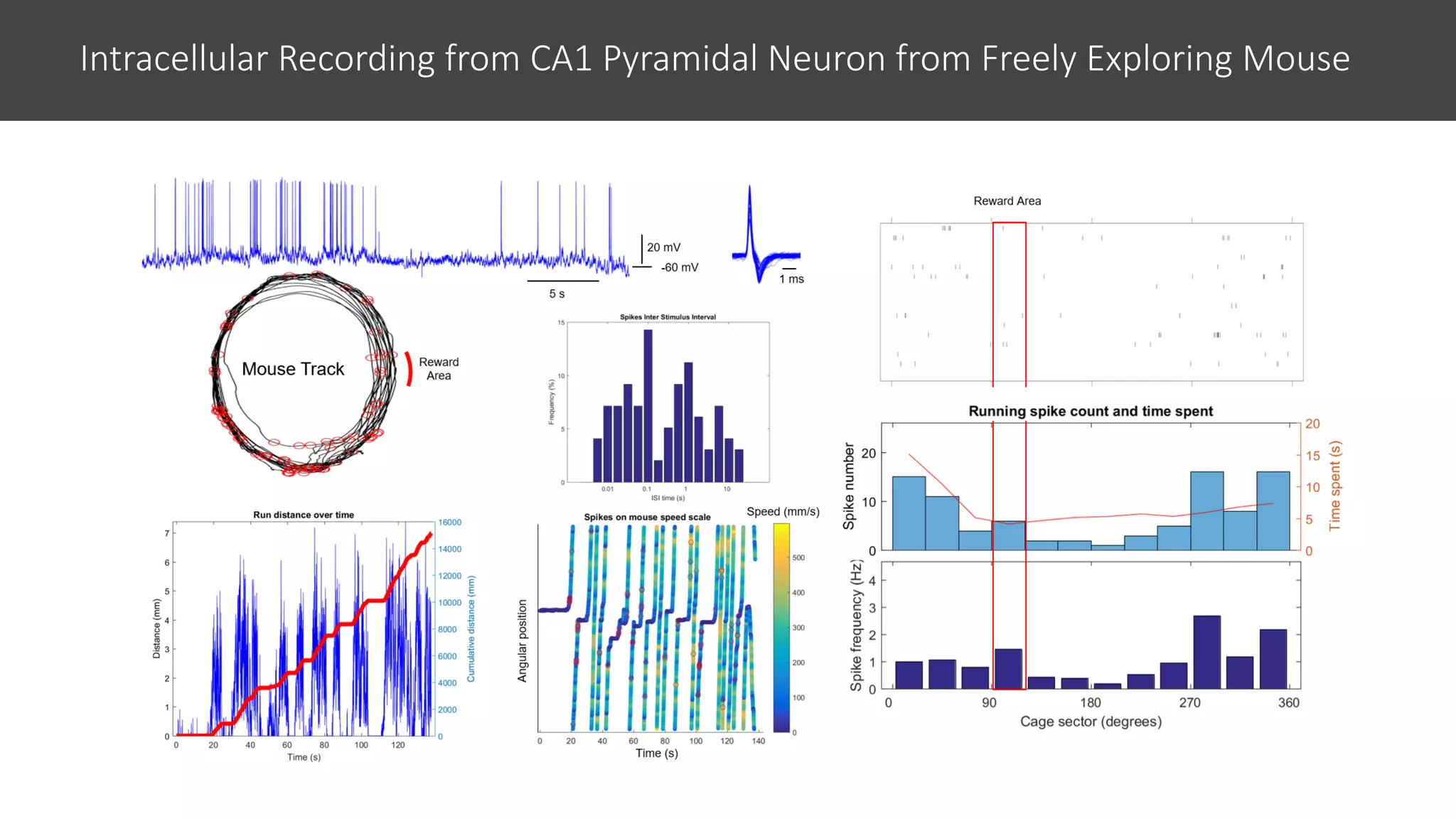 Single-Cell Electrophysiology and 2-Photon Imaging in Awake Mice with ...