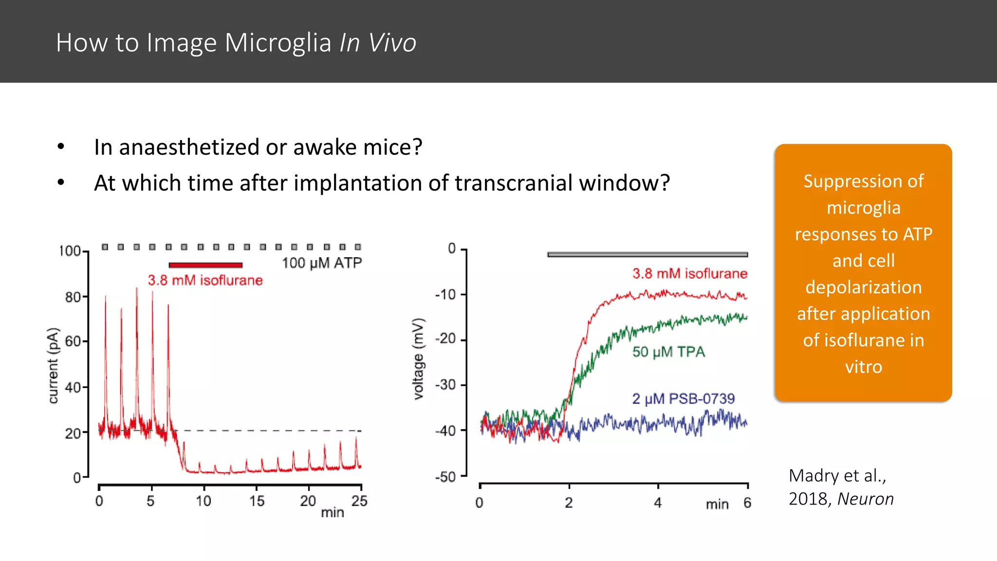 Single-Cell Electrophysiology and 2-Photon Imaging in Awake Mice with ...
