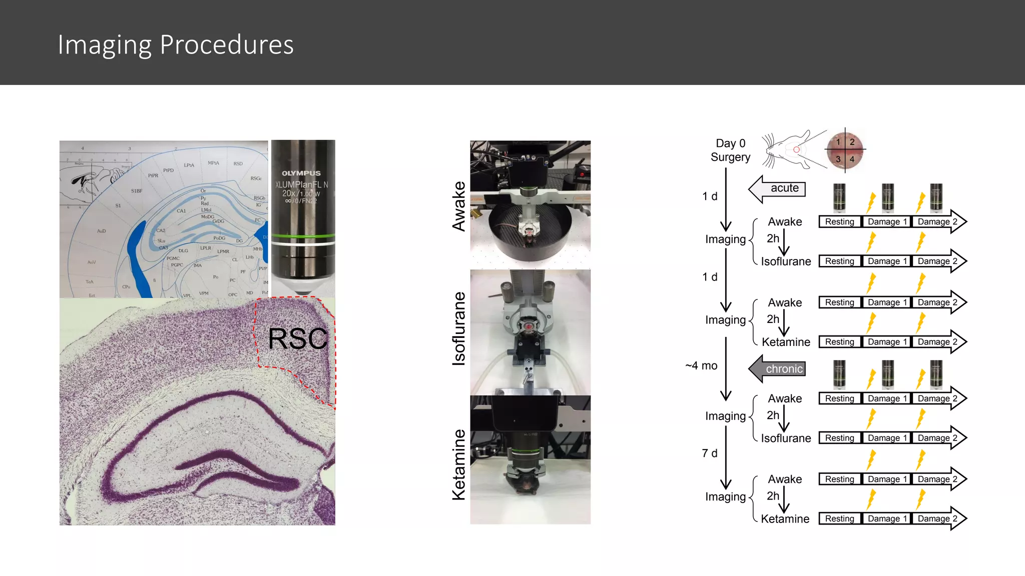 Single-Cell Electrophysiology and 2-Photon Imaging in Awake Mice with ...